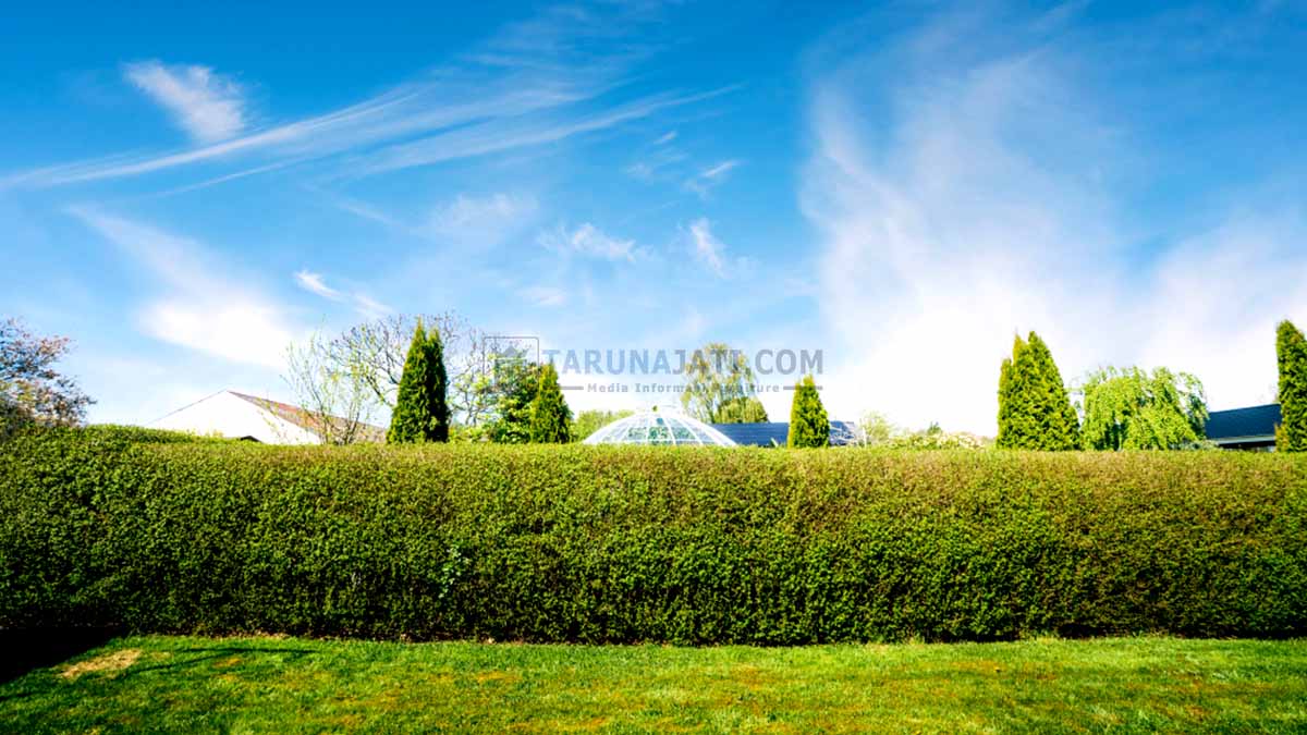 25+ Tanaman Pagar Cantik Untuk Rumah Atau Taman Yang Unik Modern 2025